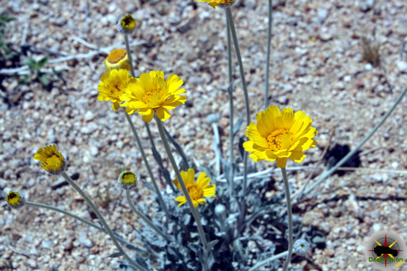 Desert Marigolds (Baileya multiradiata) - Destination4x4