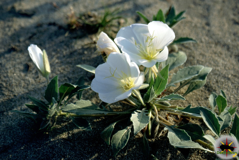 Desert Primrose (Oenothera deltoides) - Destination4x4