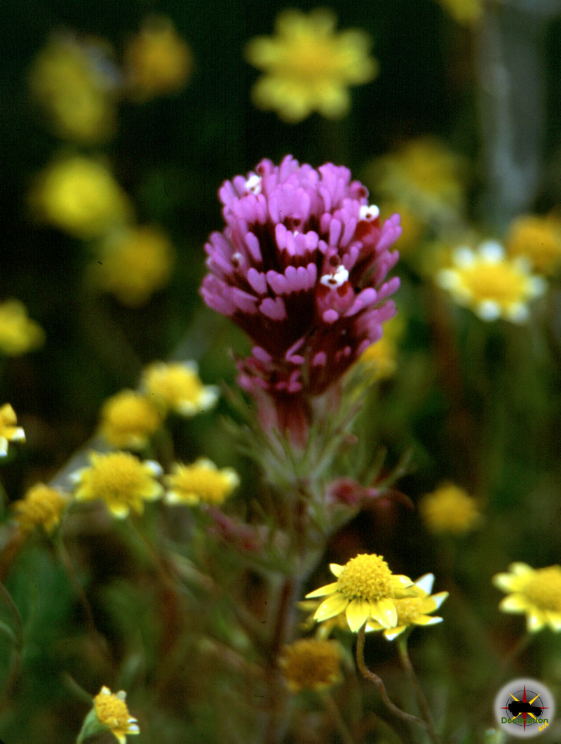 Owl's Clover (Castilleja exserta) - A California Wildflower ...