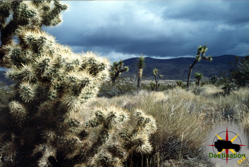Silver Cholla (Cylindropuntia echinocarpa) - Destination4x4