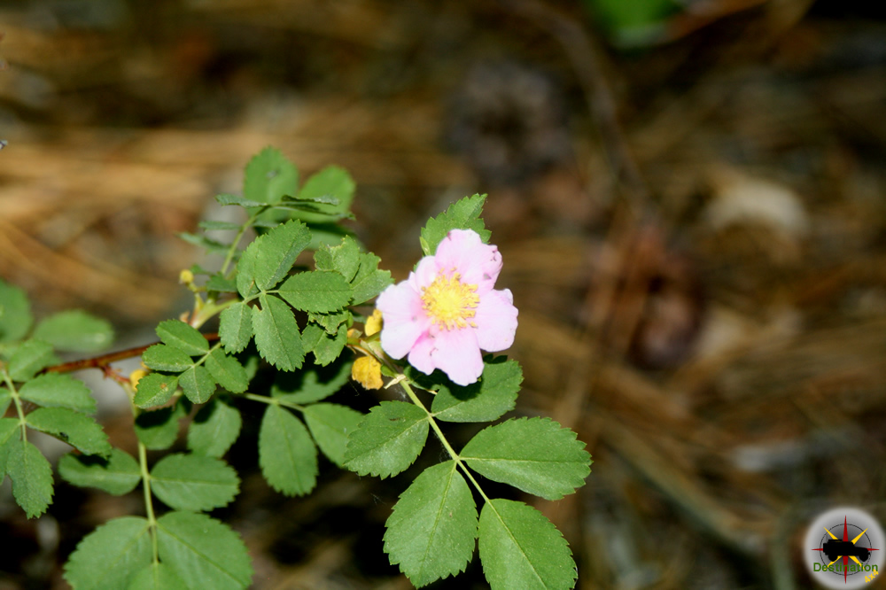 California Wild Rose (Rosa californica) - Destination4x4