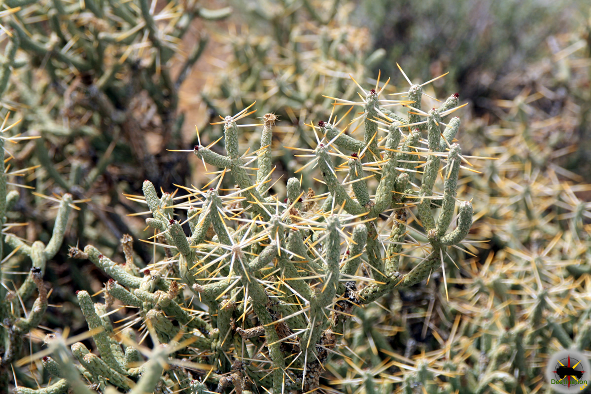 Pencil Cholla ( Cylindropuntia ramosissima ) - Destination4x4
