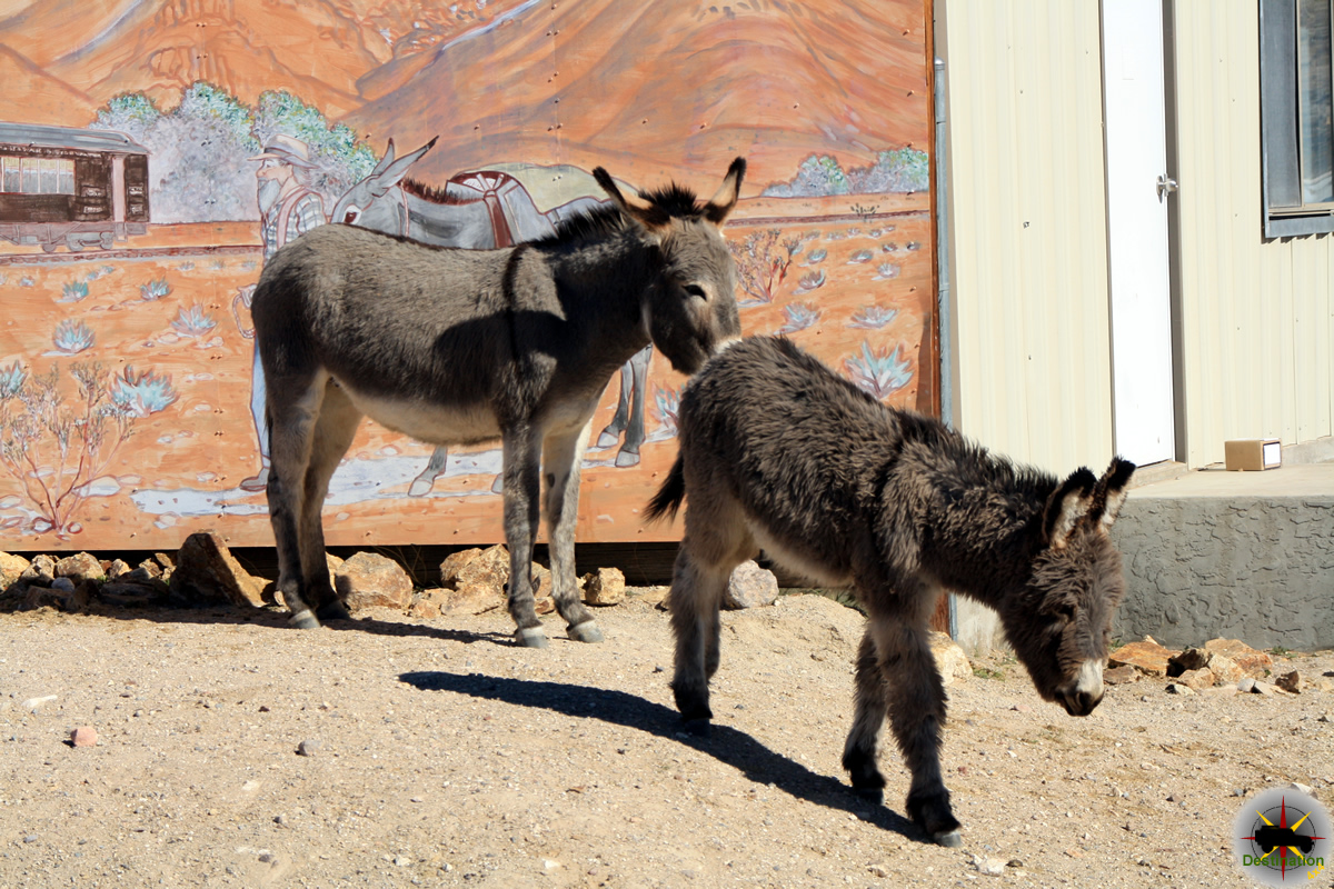 Wild Burrow ( Equus africanus asinus ) - Destination4x4