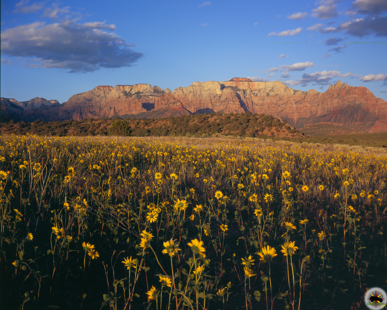 Zion Flowers | Best Flower Site